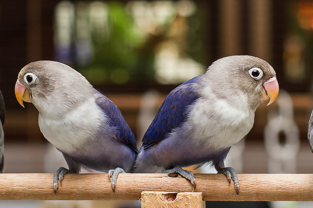 Außenvoliere für Vögel - Das musst du wissen: Landfuxx Moser